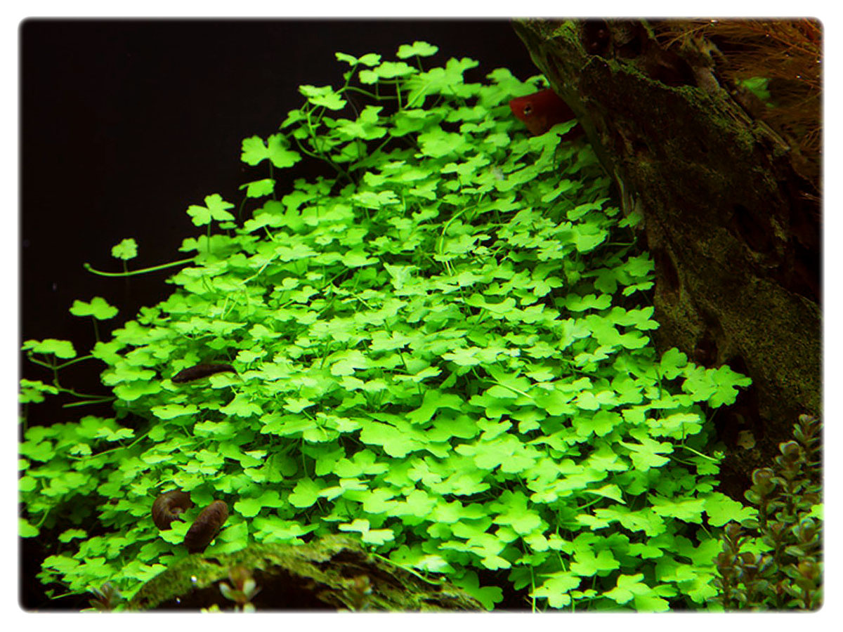 154. Hydrocotyle Tripartita Japan MINI porcja 50x Sklep Akwarystyczny.EU